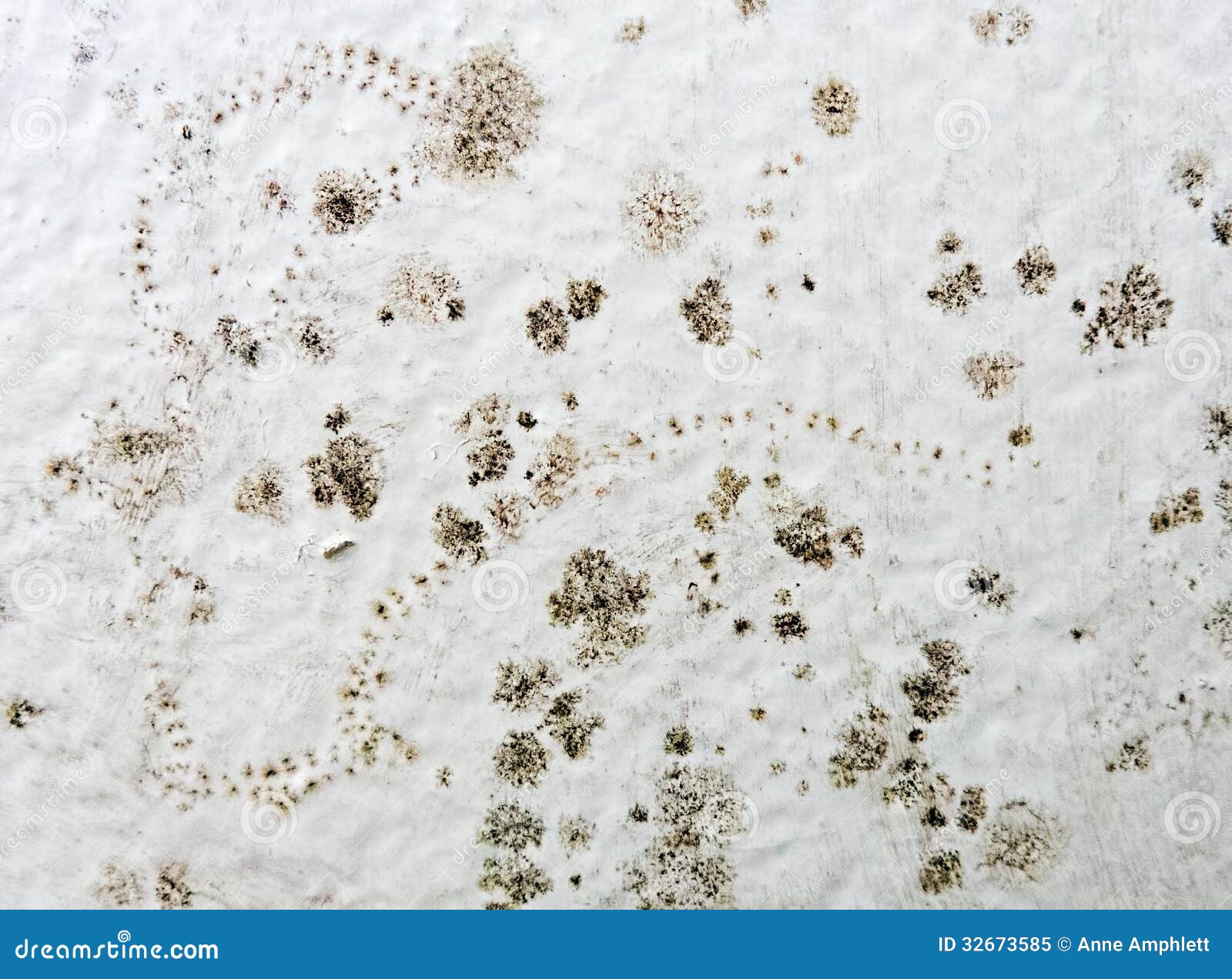 Pattern in Mould stock image. Image of design, pattern - 32673585