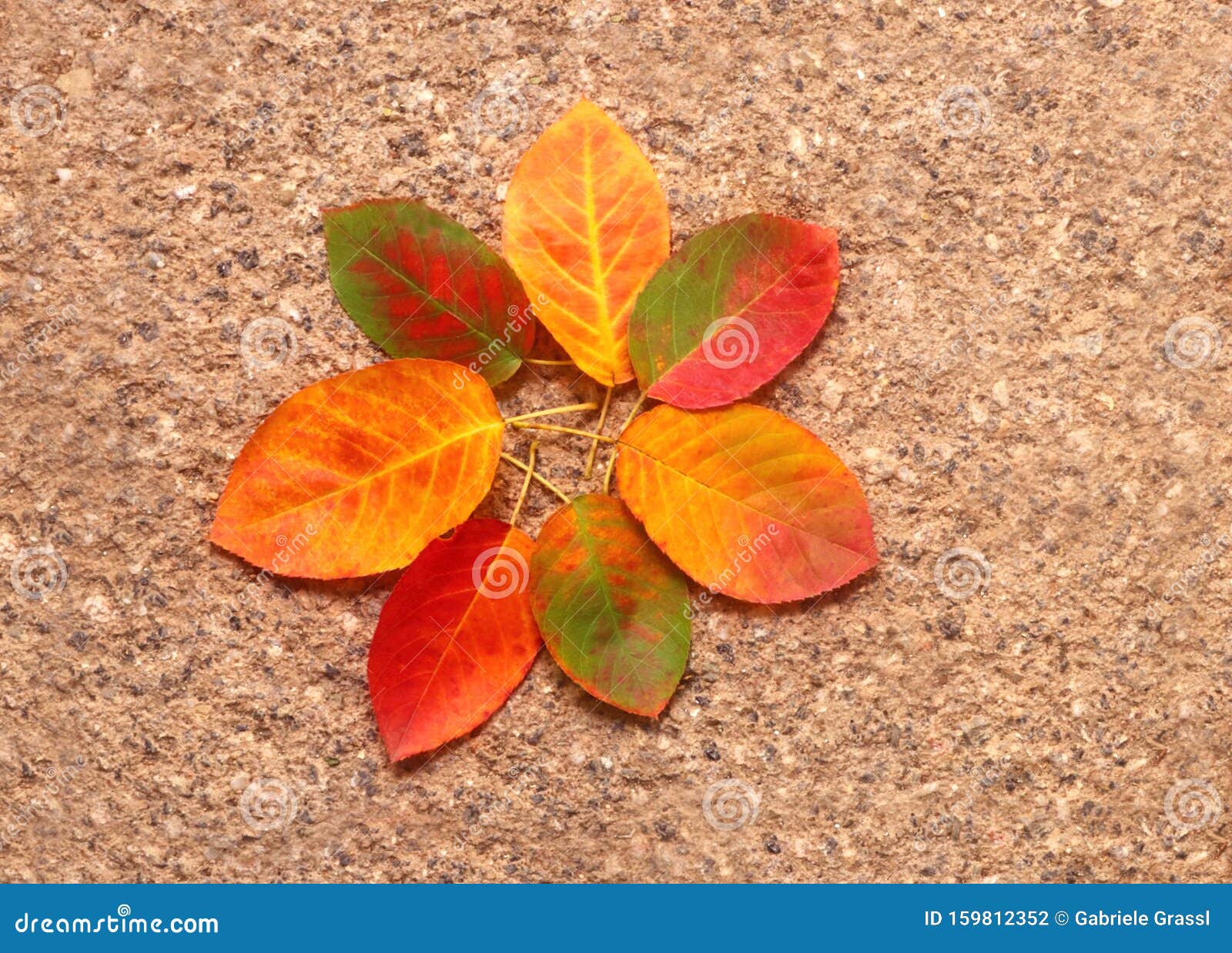 Multi Colored Autumn Leaves on Rough Stone Stock Photo - Image of stone ...