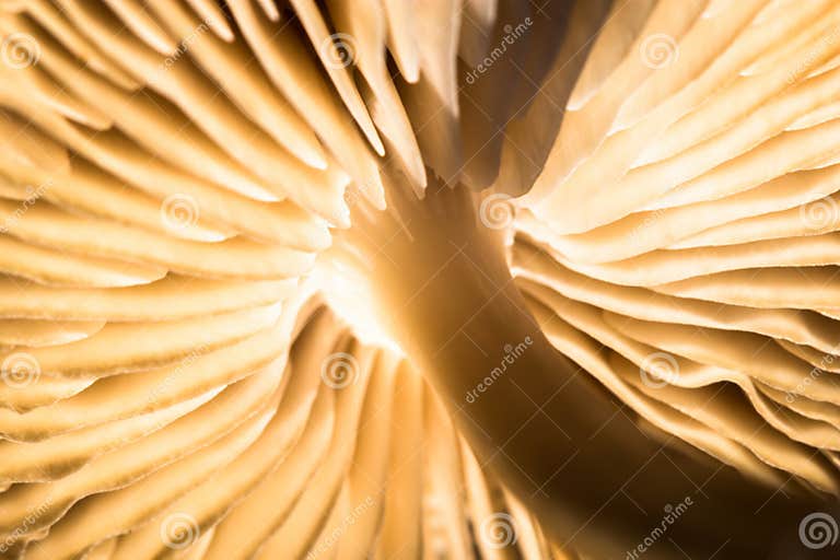 Pattern of Mushroom gills stock photo. Image of brown - 27394282