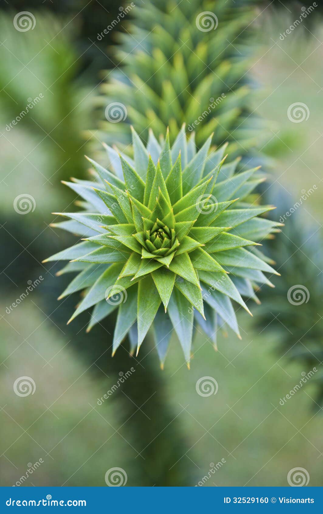 Pattern in Nature from Monkey Tree Stock Photo - Image of pattern ...