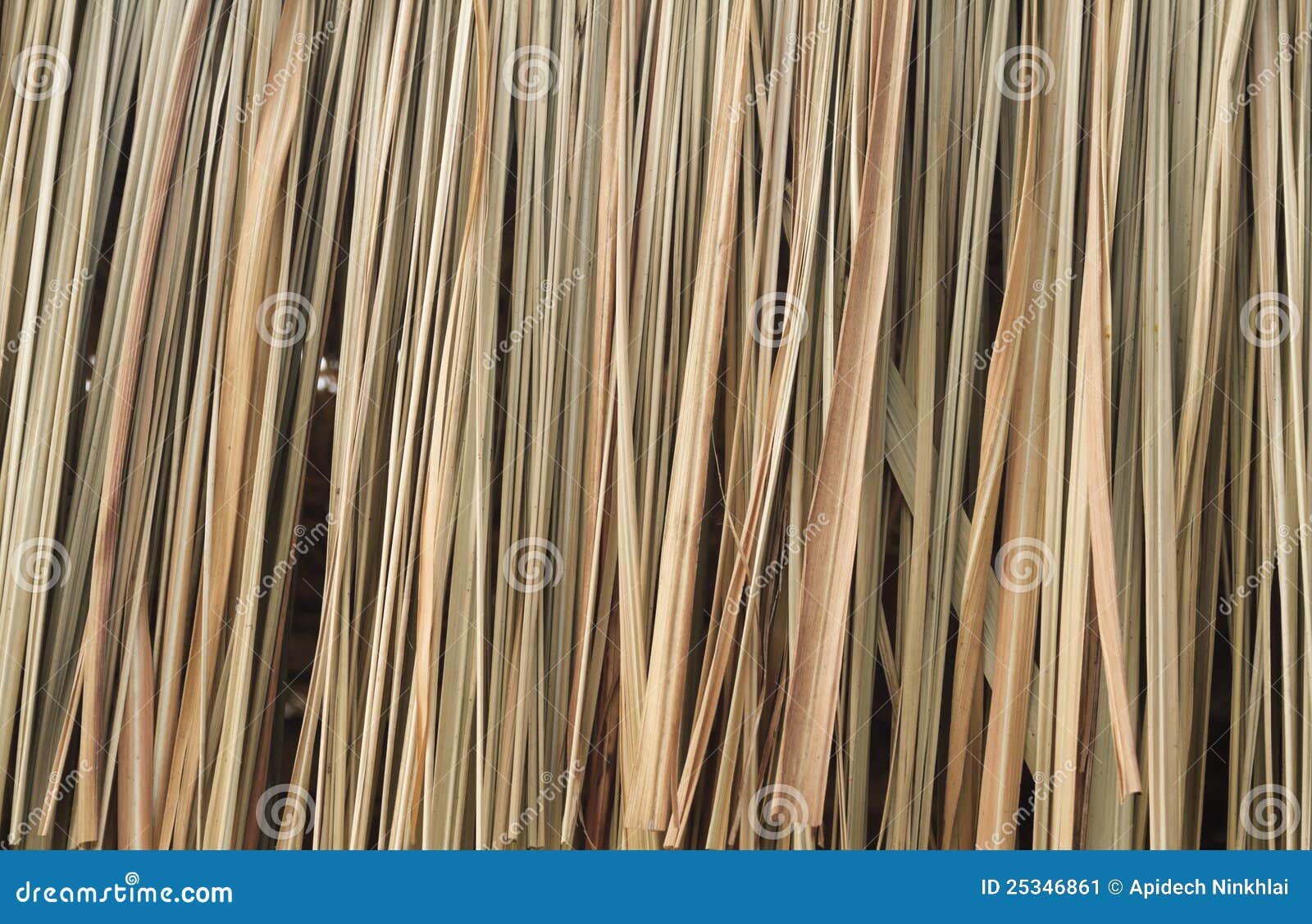 Pattern of Nipa palm stock image. Image of leaf, closeup - 25346861