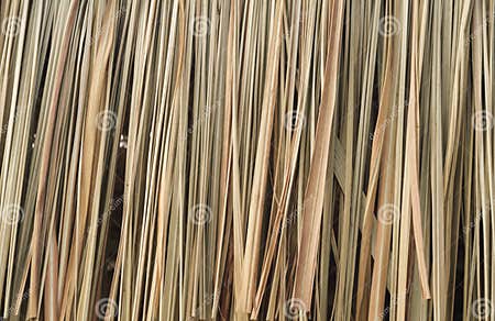 Pattern of Nipa palm stock image. Image of leaf, closeup - 25346861