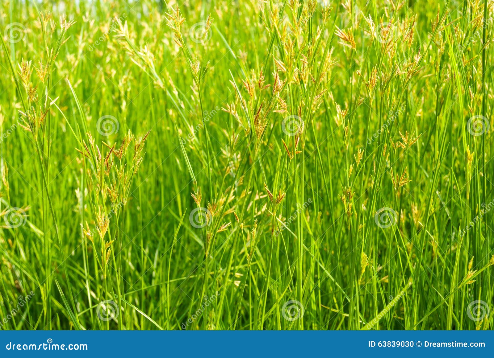 2,485 Nut Grass Field Stock Photos - Free & Royalty-Free Stock Photos ...