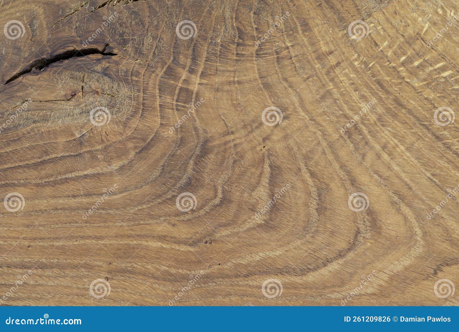 A Pattern Of Oak Wood. Wood Grain Texture. Cross Section Of A Tree ...