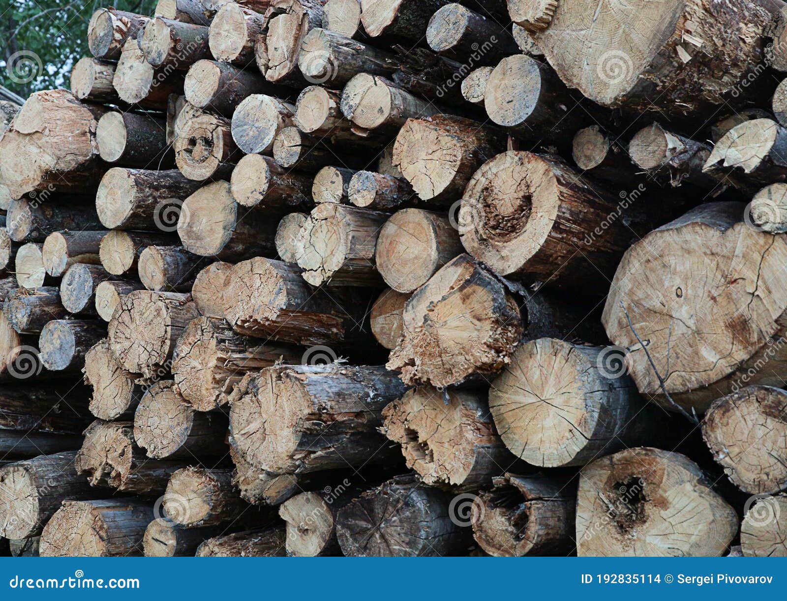 Pattern of Old Logs Clearing the Forest from Rotten and Old Trees ...
