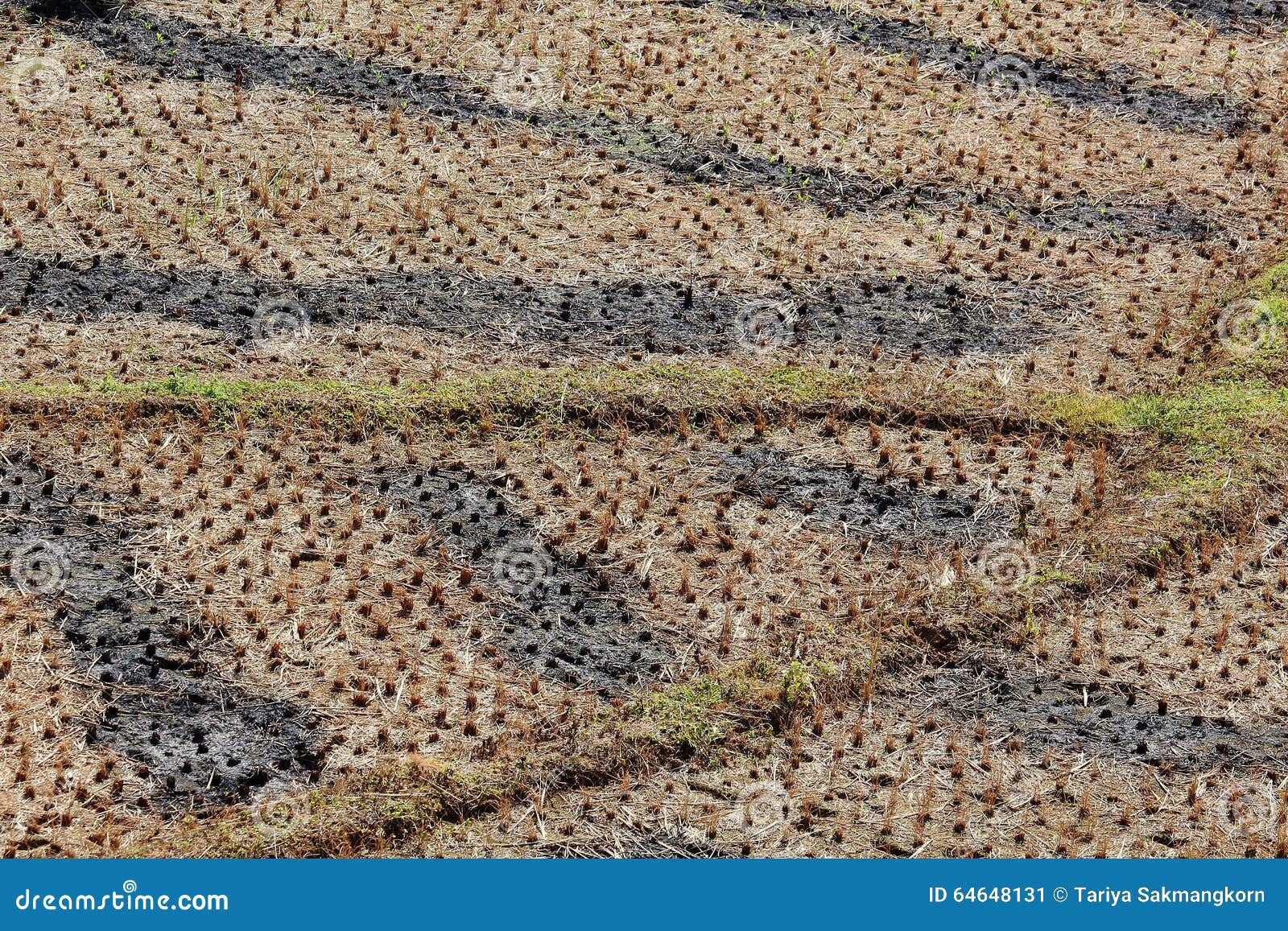 Pattern on the Paddy Field stock image. Image of grass - 64648131