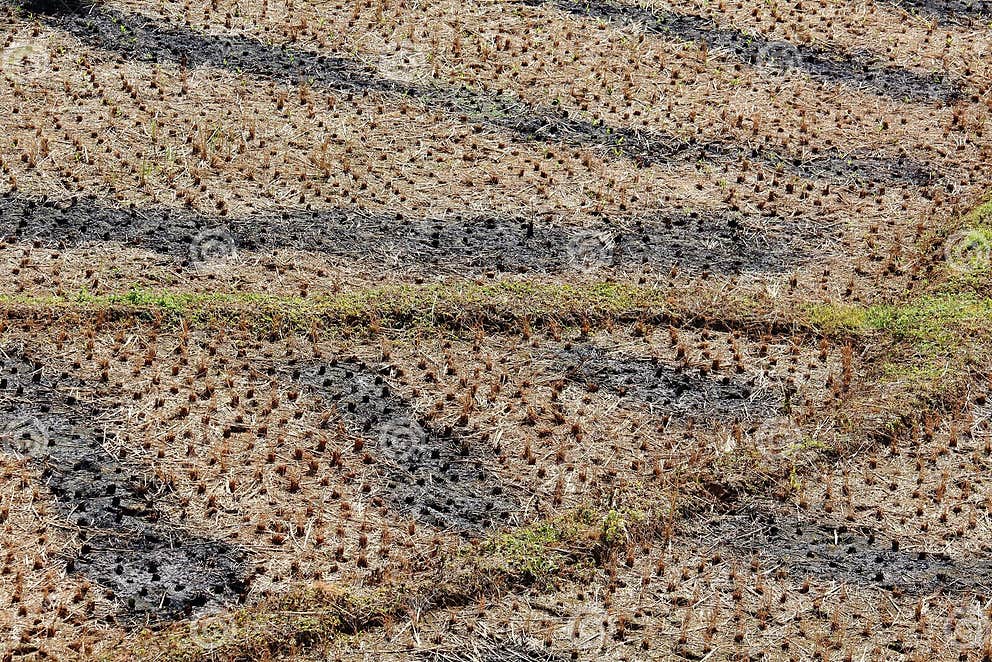 Pattern on the Paddy Field stock image. Image of grass - 64648131