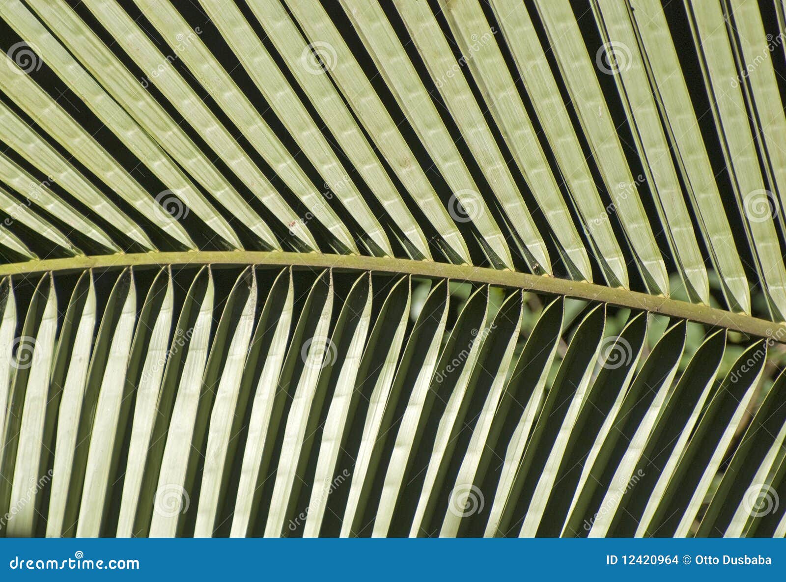 Pattern of a palm leaf stock photo. Image of palm, nature - 12420964