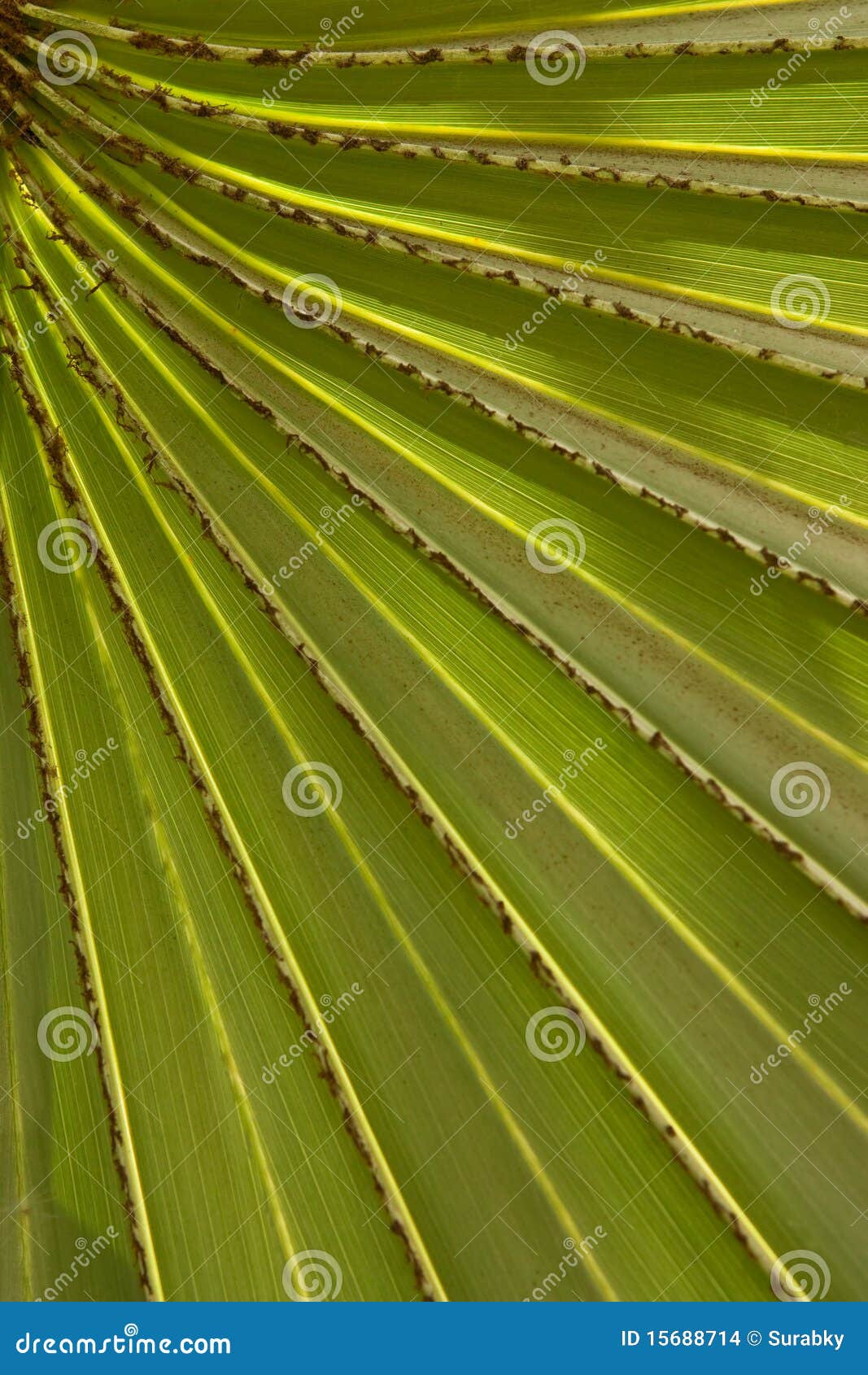 Pattern of palm leaf stock photo. Image of exotic, line - 15688714
