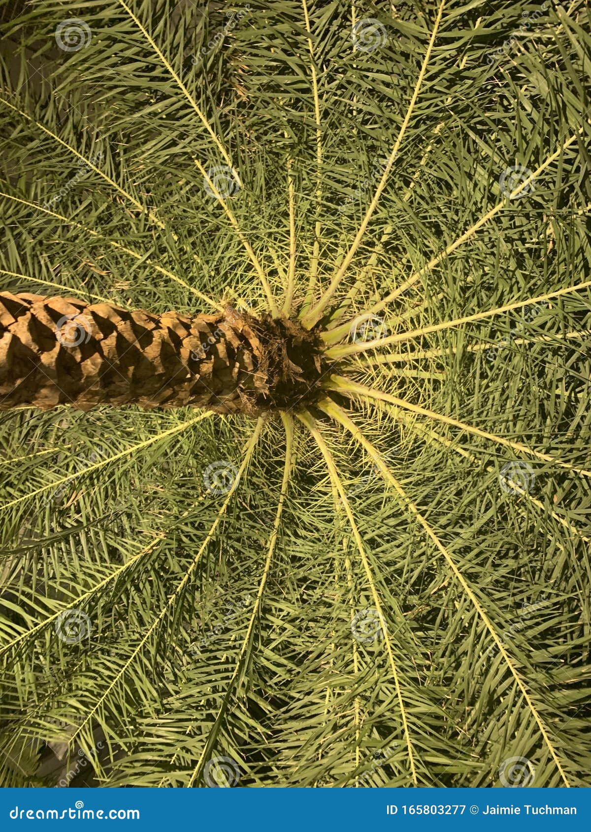Pattern of a Palm Tree from Below Stock Image - Image of island ...
