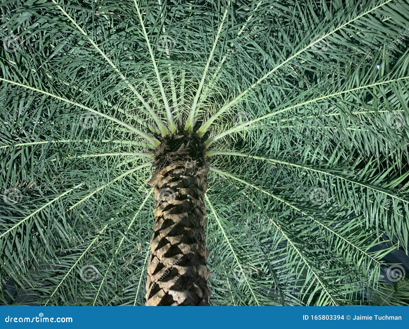 Pattern of a Palm Tree from Below Stock Photo - Image of coniferous ...