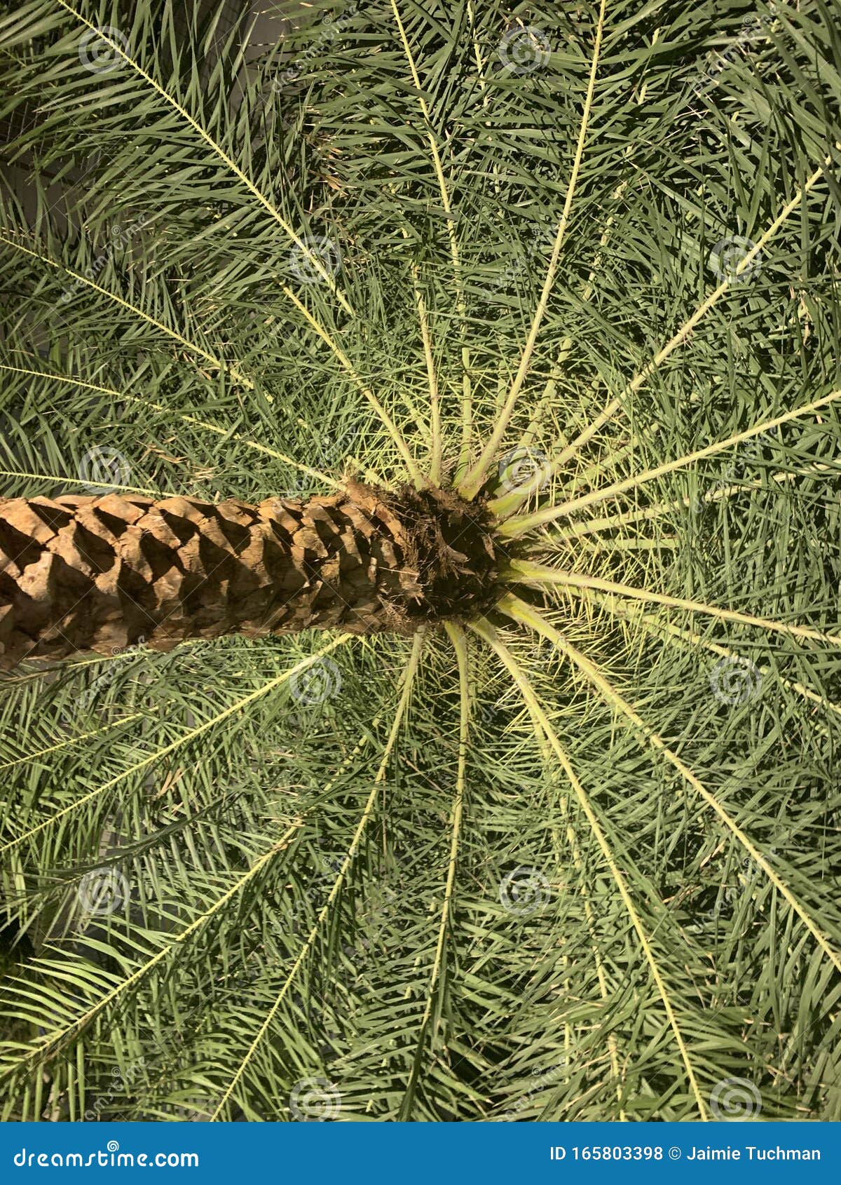 Pattern of a Palm Tree from Below Stock Photo - Image of jungle, 2020: ...