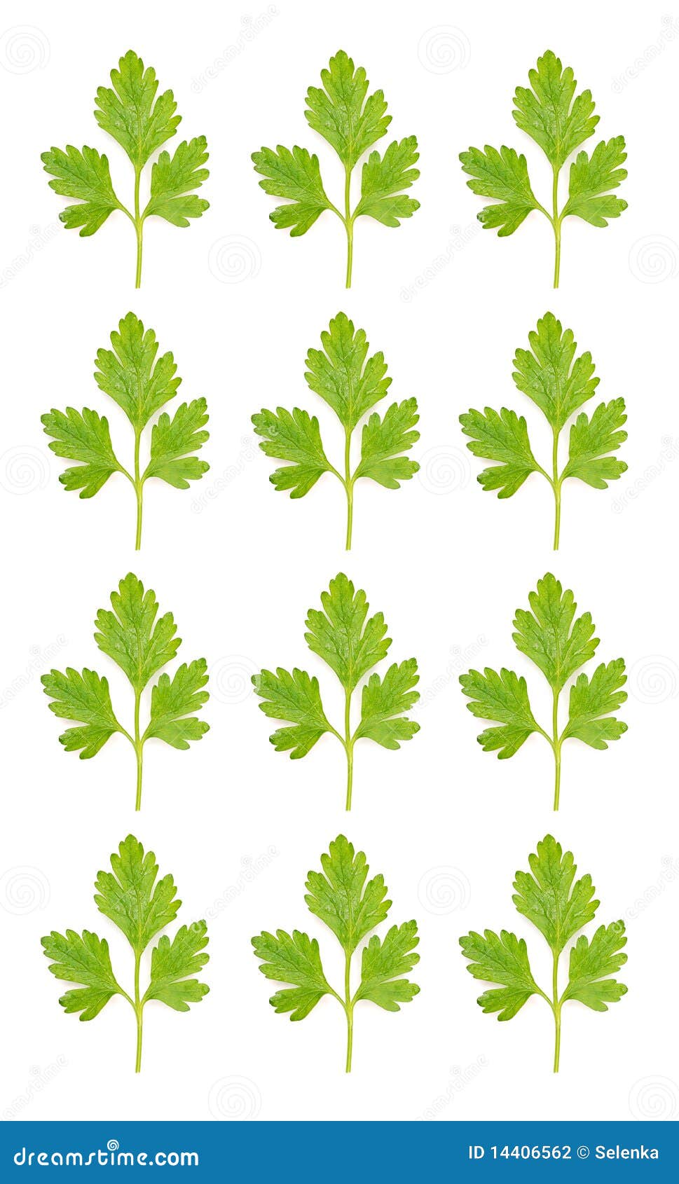 Pattern from parsley stock photo. Image of houseplant - 14406562