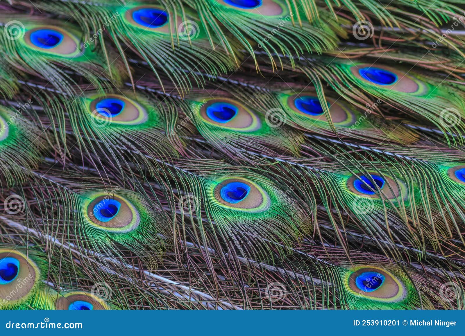 The Pattern from Peacock Feathers Stock Image - Image of male, close ...