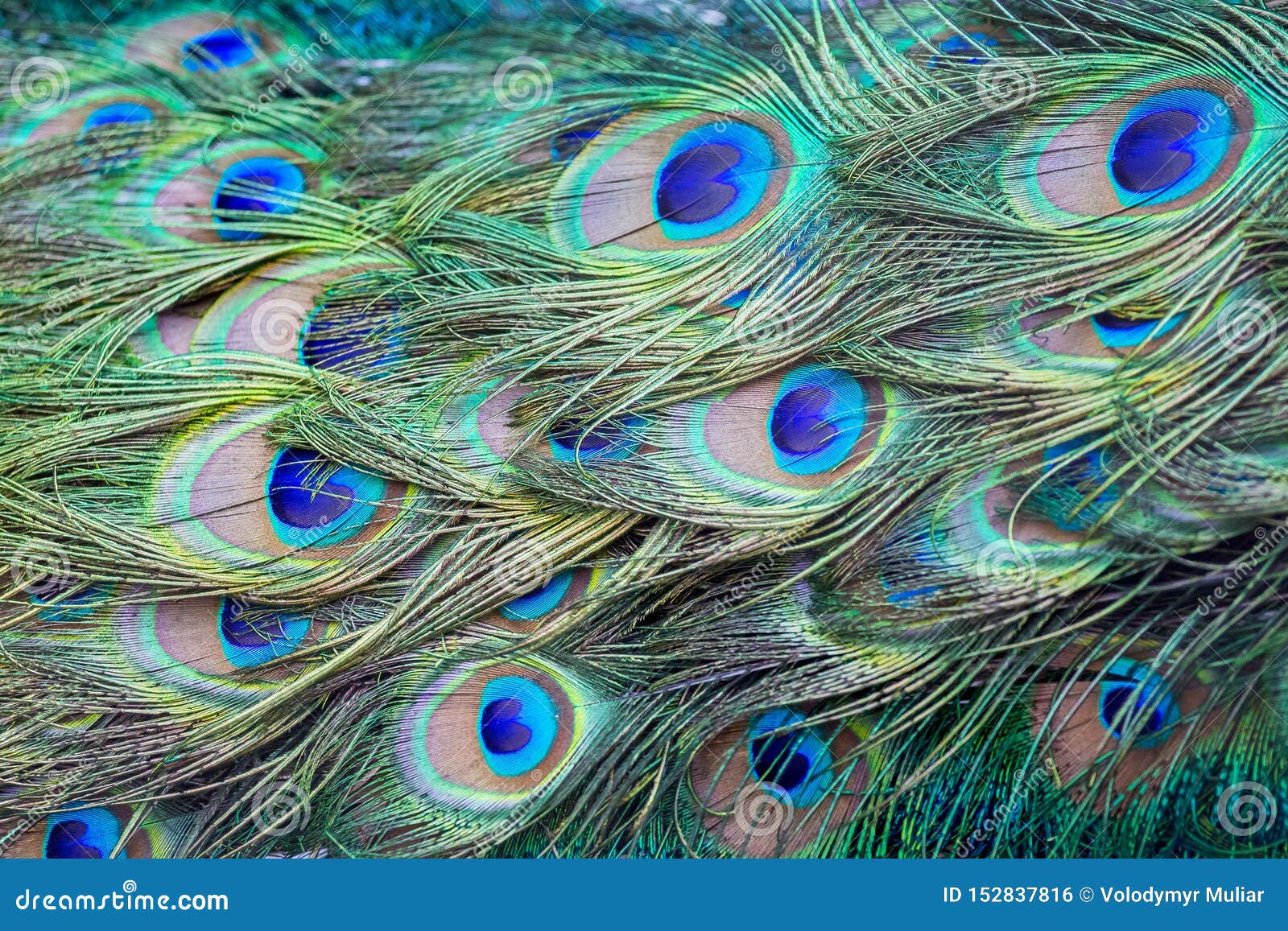 Pattern of Peacock Tail Feathers, Background for Design_ Stock Photo ...