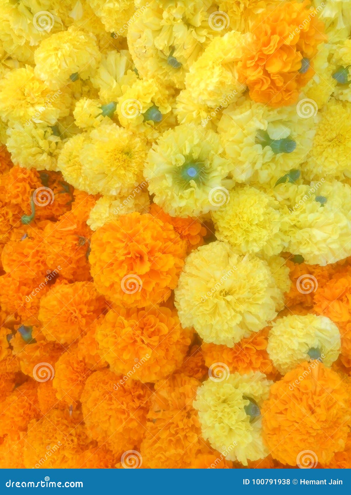 Marigold Flowers for Texture and Background Stock Photo - Image of ...