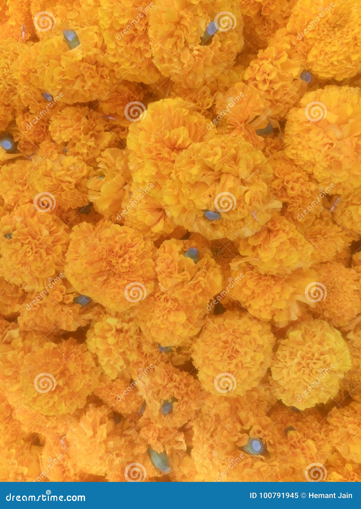 Marigold Flowers for Texture and Background Stock Image - Image of ...