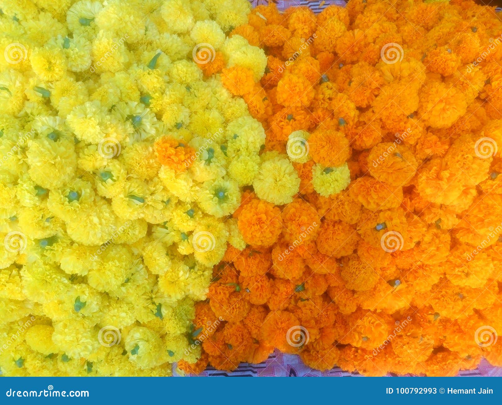 Marigold Flowers for Texture and Background Stock Image - Image of ...