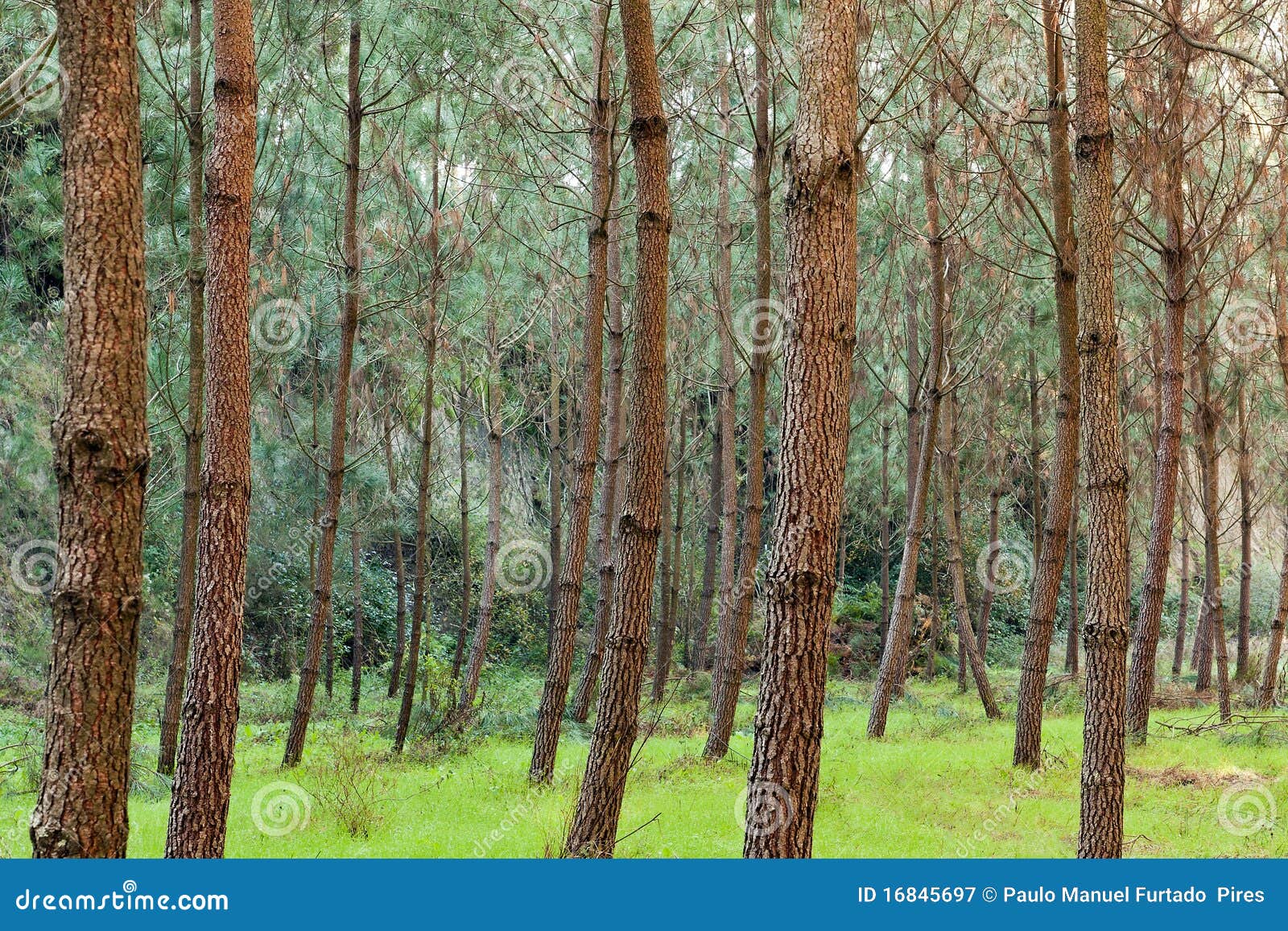 Pattern of Pine Trees on Greeny Grass Stock Image - Image of pattern ...