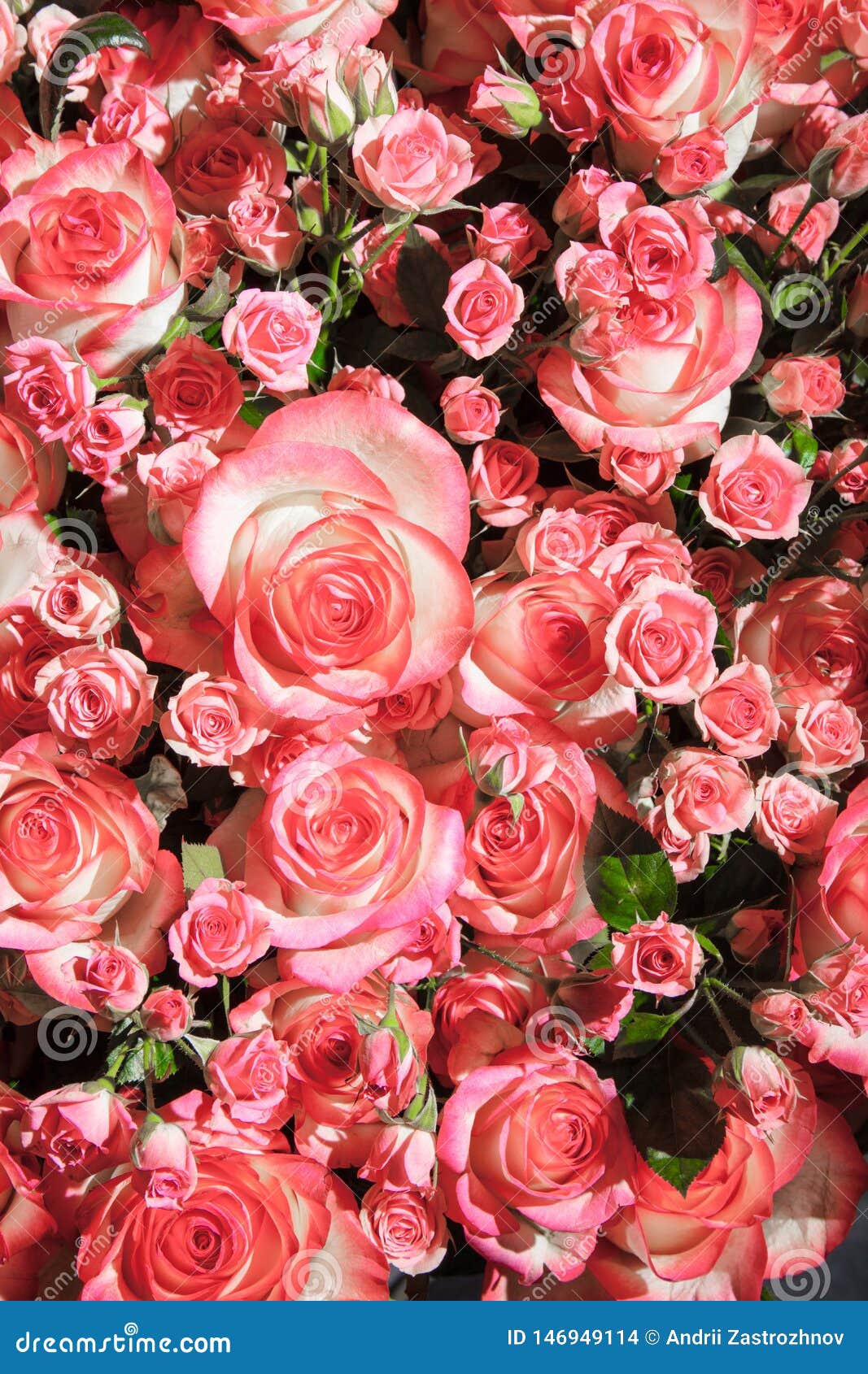 Pattern of Pink Roses of Large and Small Size Stock Photo - Image of ...