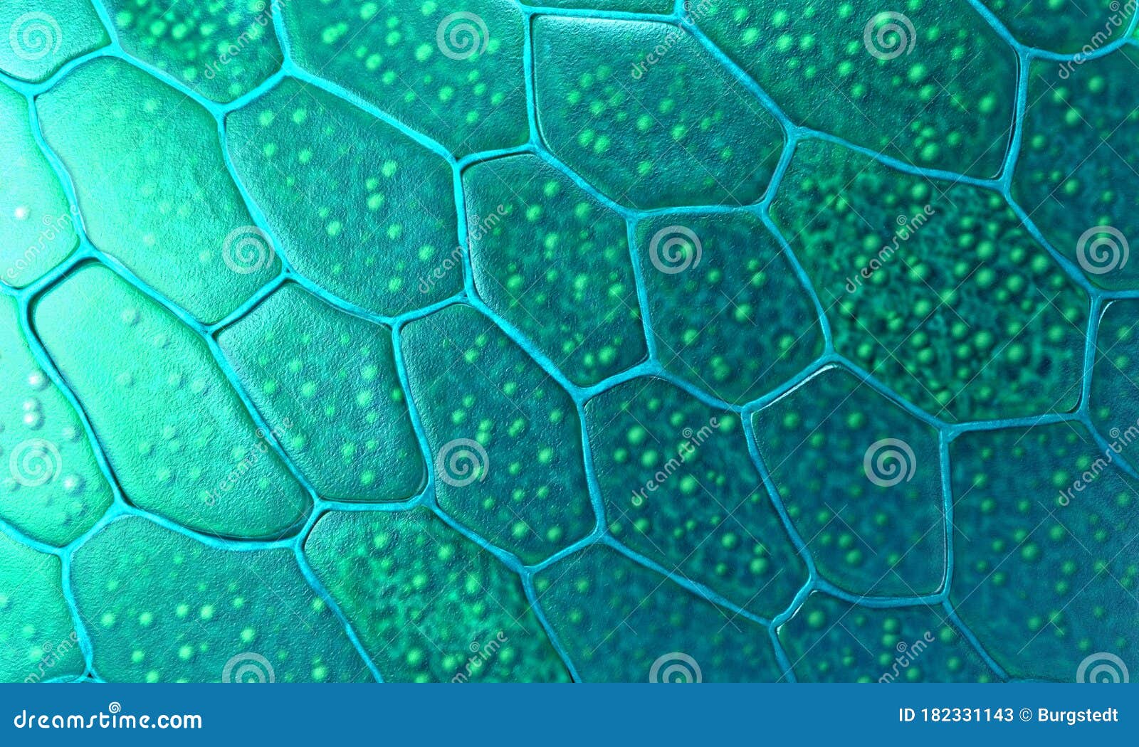Pattern of Plant Cells with Nucleus and Membrane Stock Illustration ...