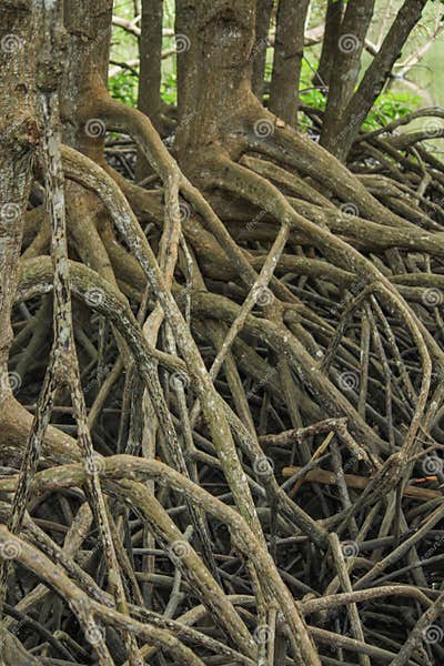 Pattern of Prop Roots or Buttress Roots of the Mangrove Tree Stock ...