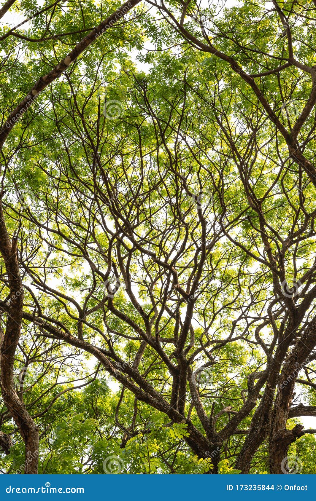 Pattern of a Rain Tree Branches those Thrive To the Sky Stock Photo ...