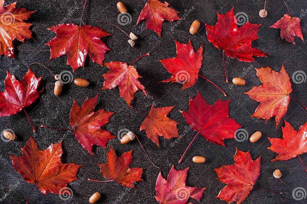 Pattern of Red Bright Maple Leaves on the Black Background Stock Image ...