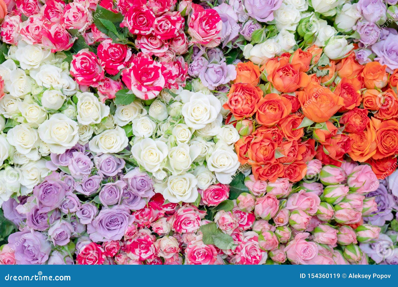 Pattern of Red, Orange, and Yellow Roses Stock Image - Image of fresh ...