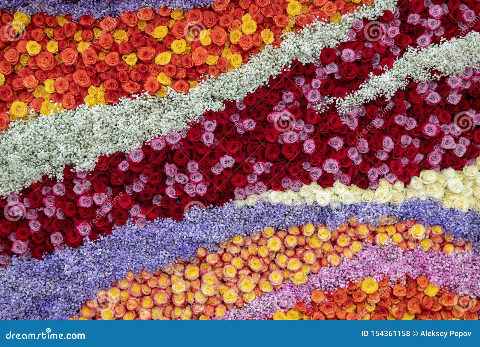 Pattern of Red, Orange, and Yellow Roses Stock Photo - Image of ...