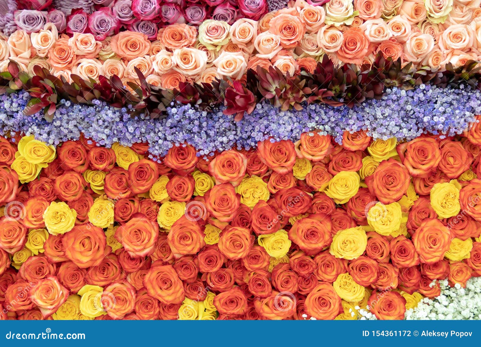 Pattern of Red, Orange, and Yellow Roses Stock Photo - Image of border ...