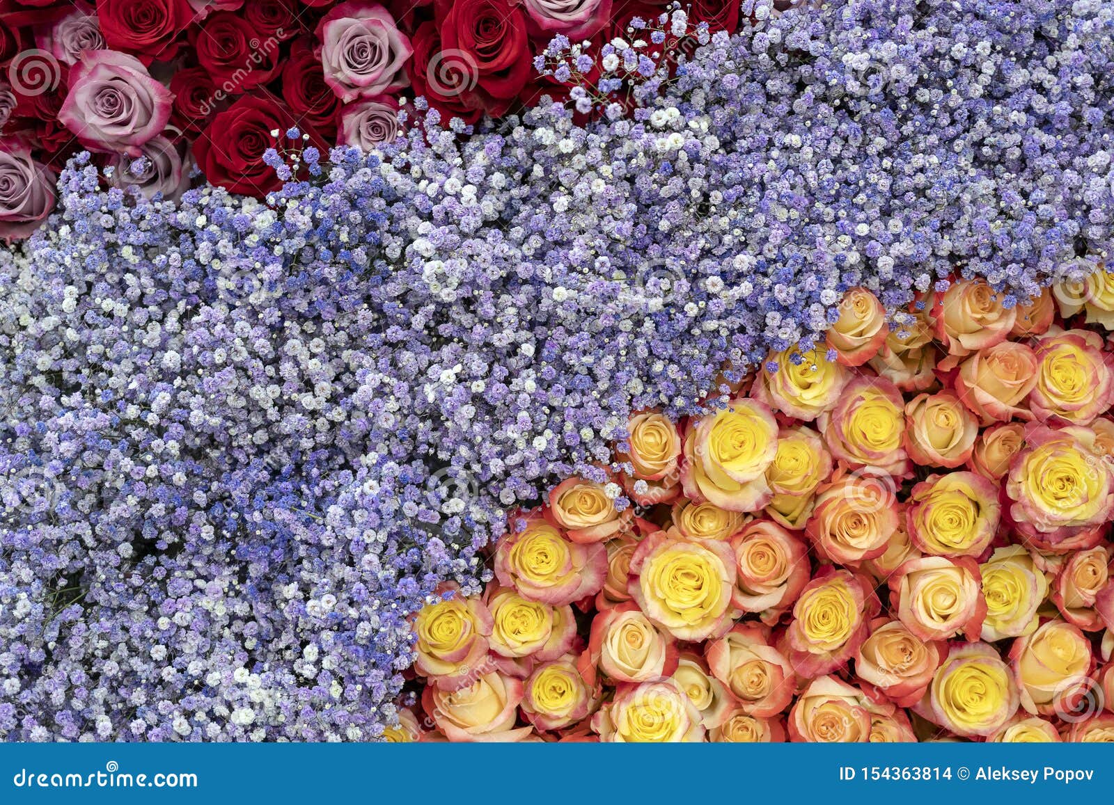 Pattern of Red, Orange, and Yellow Roses Stock Photo - Image of ...