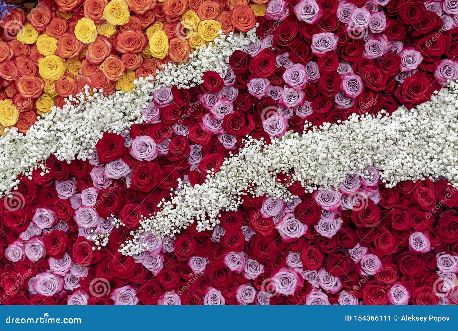 Pattern of Red, Orange, and Yellow Roses Stock Image - Image of flower ...