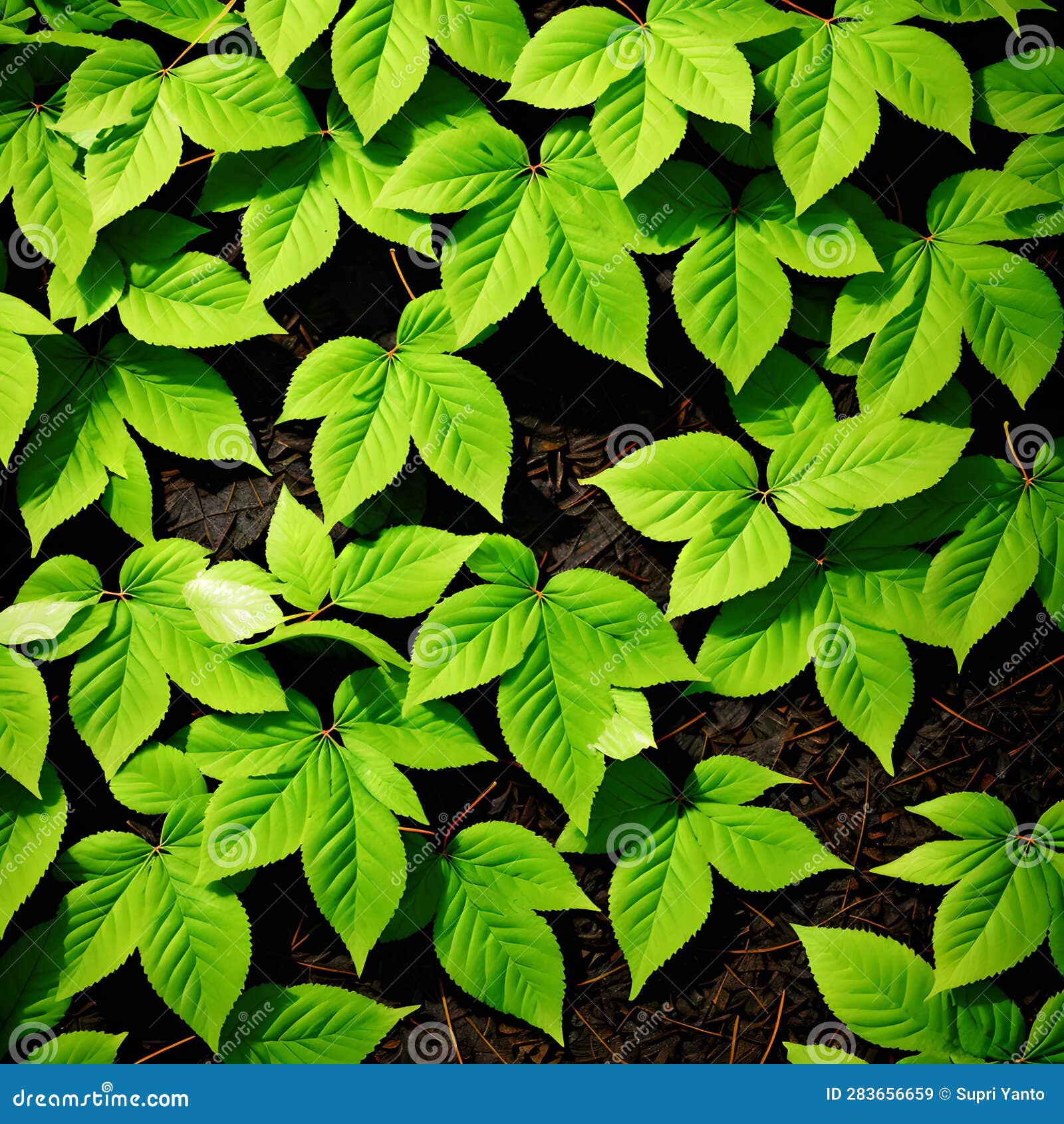 Pattern Repetition Leaf Concept Background Display Spring Summer Leaves ...