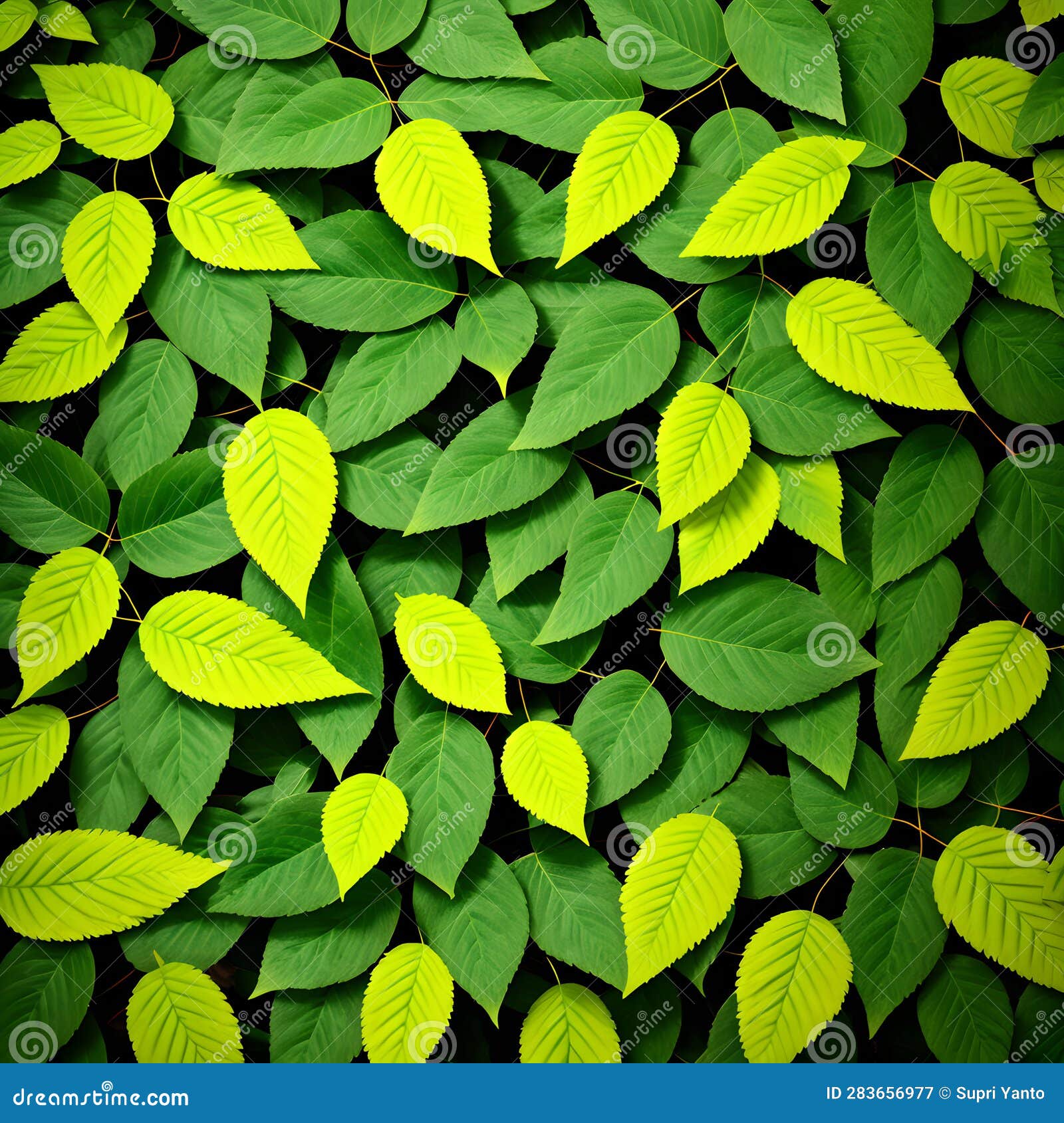 Pattern Repetition Leaf Concept Background Display Spring Summer Leaves ...
