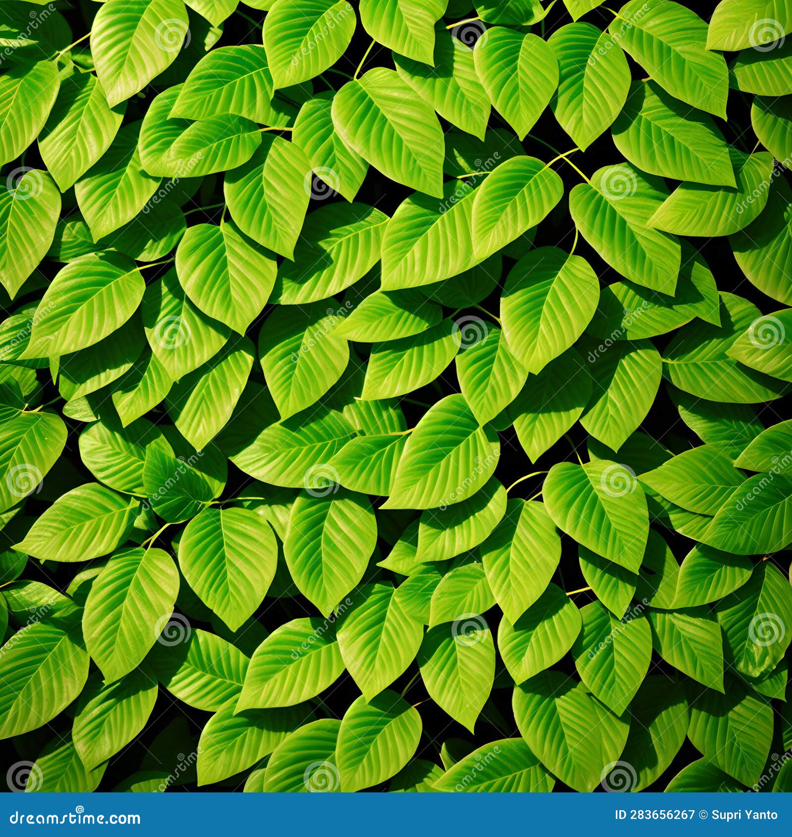 Pattern Repetition Leaf Concept Background Display Spring Summer Leaves ...
