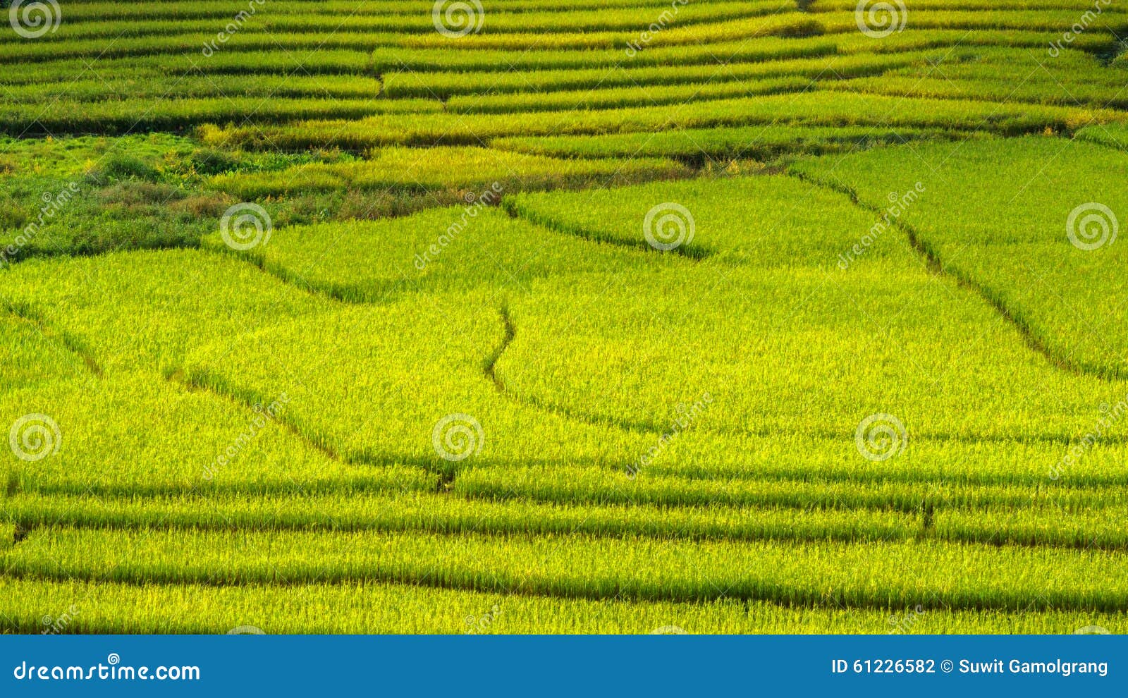 Pattern of rice farm stock photo. Image of green, background - 61226582