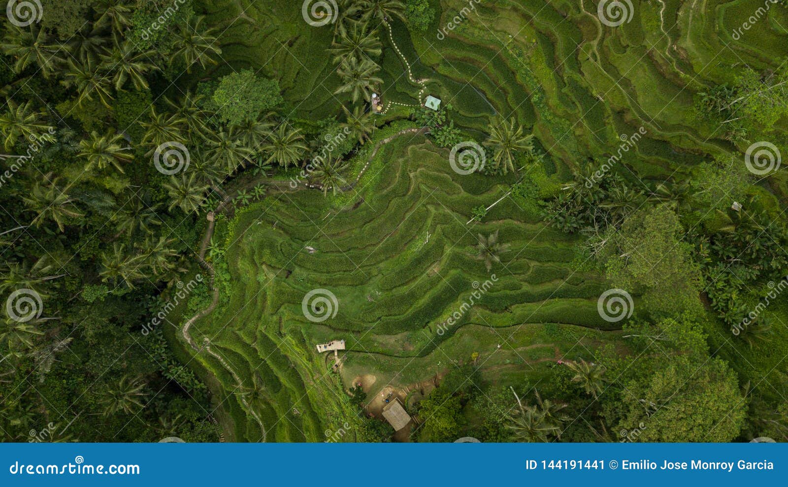 Geometric Pattern in Rice Fields in Bali, Indonesia Stock Image - Image ...