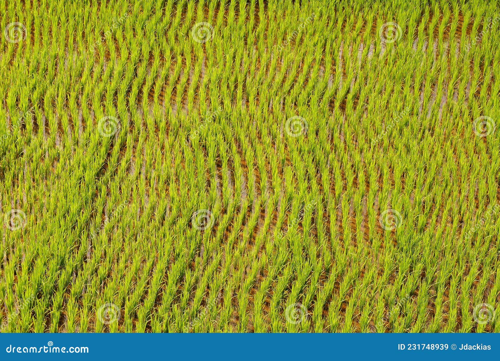 Pattern of Rice Plant in Field Stock Image - Image of cereal, cultivate ...