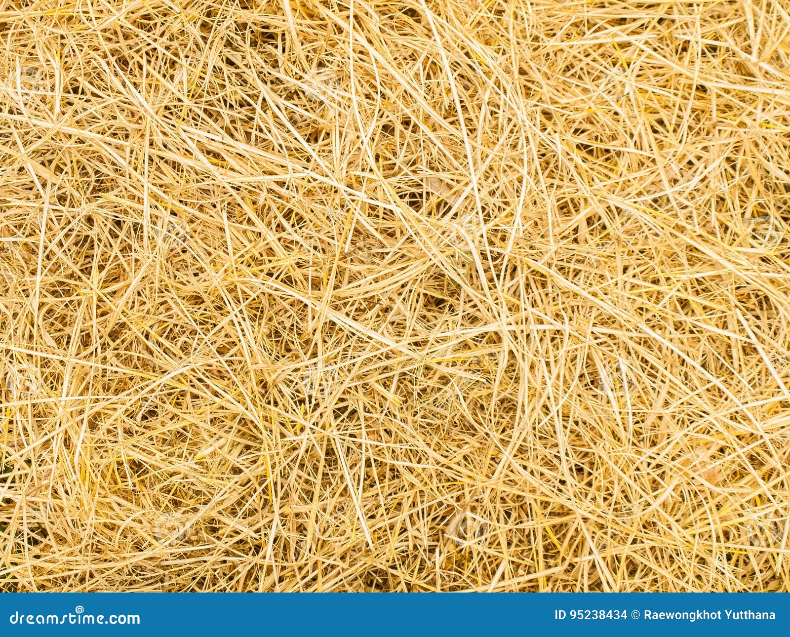 Pattern of Rice Straw. Top View Stock Photo - Image of rural, crop ...