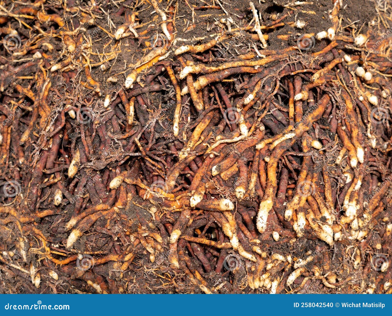 Pattern of Roots Spreading on the Ground Stock Photo - Image of expand ...