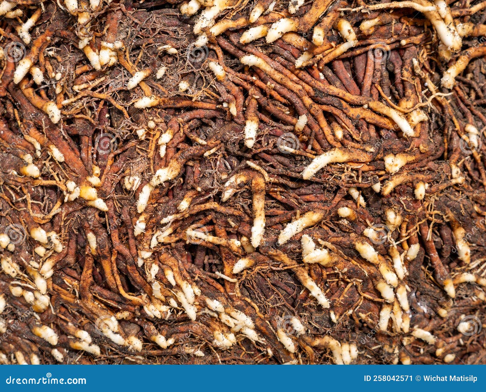 Pattern of Roots Spreading on the Ground Stock Image - Image of ...