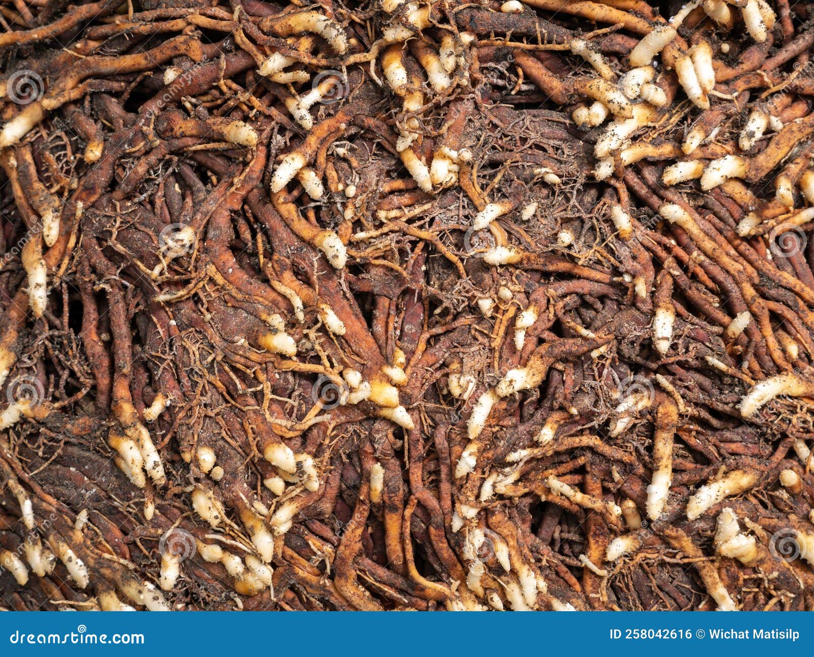 Pattern of Roots Spreading on the Ground Stock Photo - Image of ecology ...