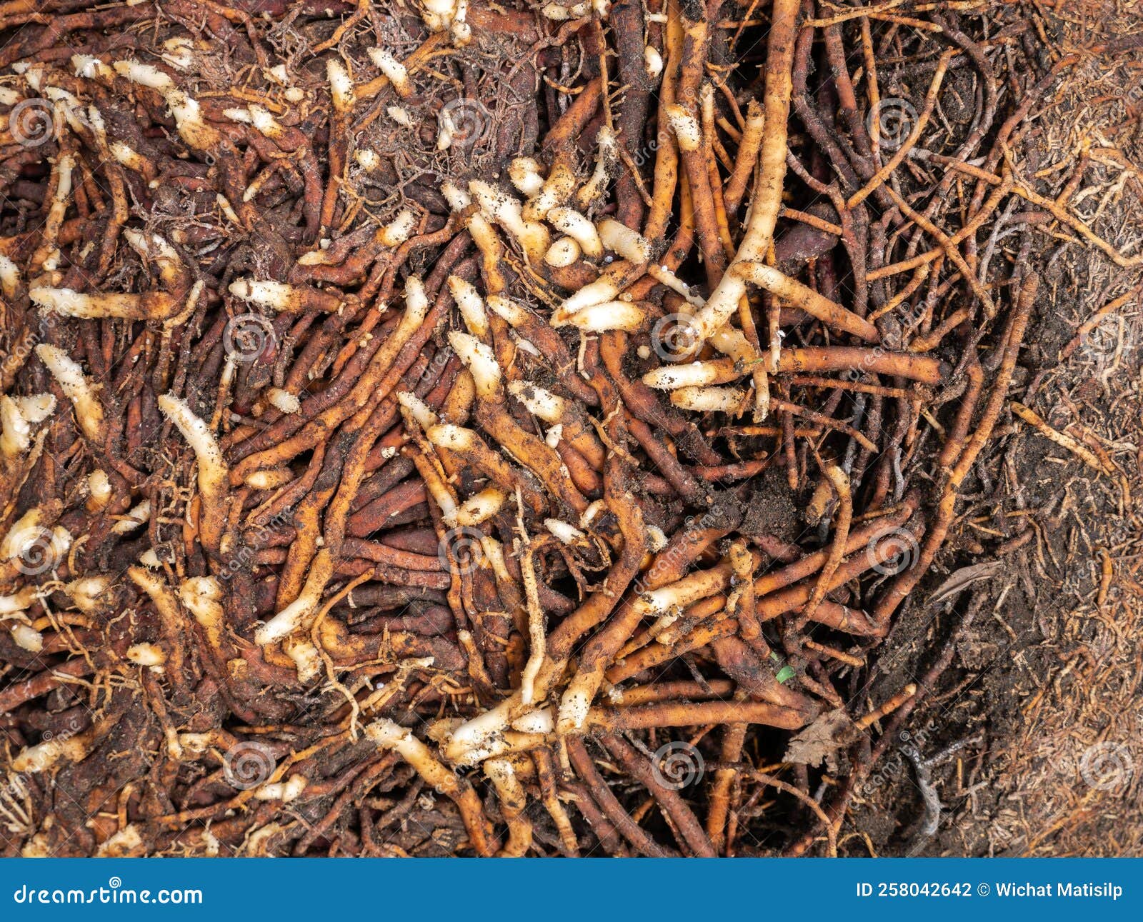 Pattern of Roots Spreading on the Ground Stock Photo - Image of forest ...