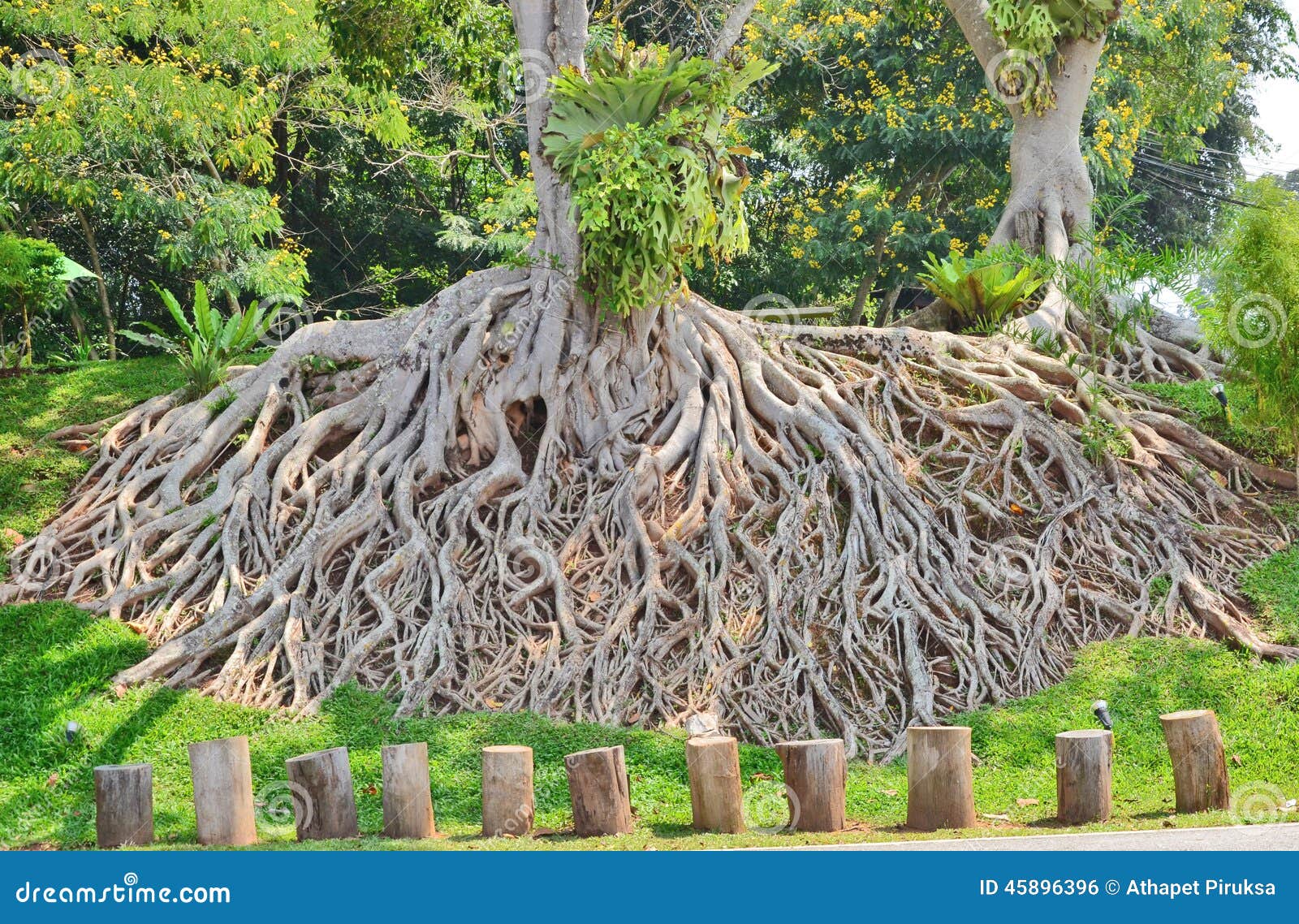 Pattern of roots stock photo. Image of scenery, sunlight - 45896396