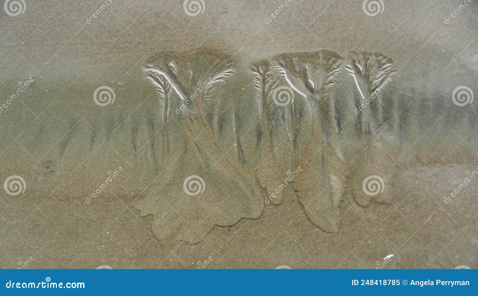 Pattern in the Sand on the Beach Stock Image - Image of tree, pacific ...