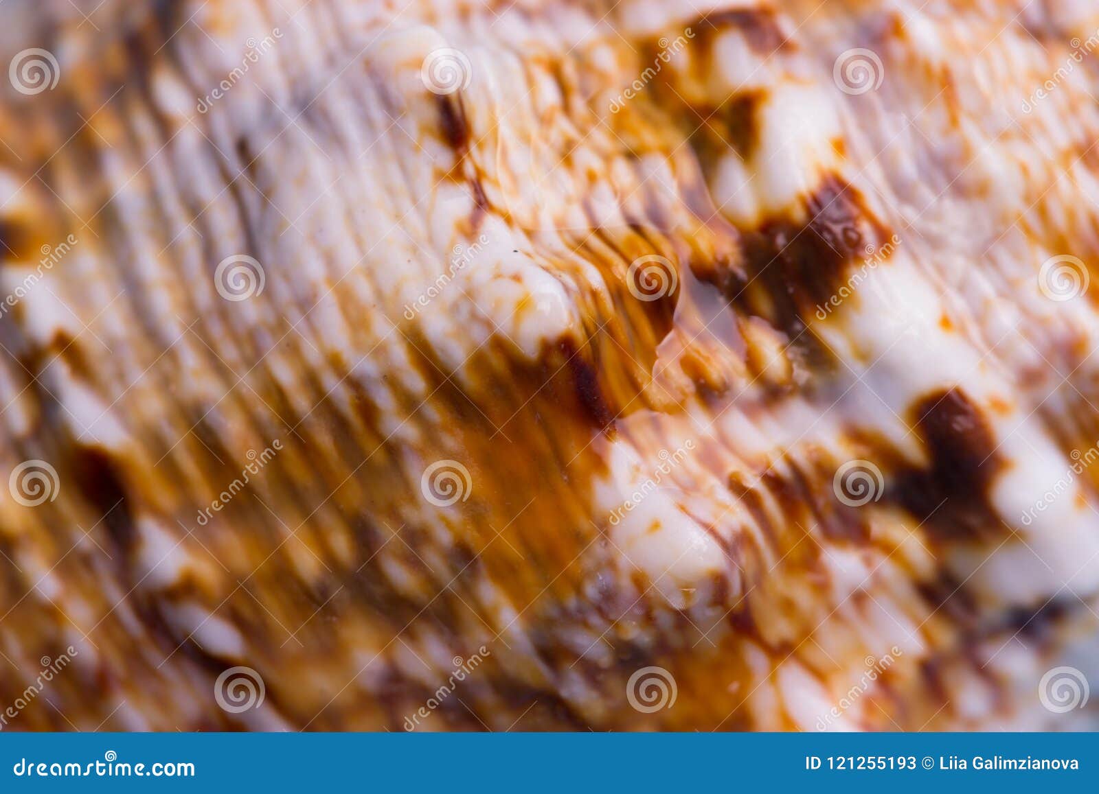 Pattern on a sea shell stock image. Image of geometry - 121255193