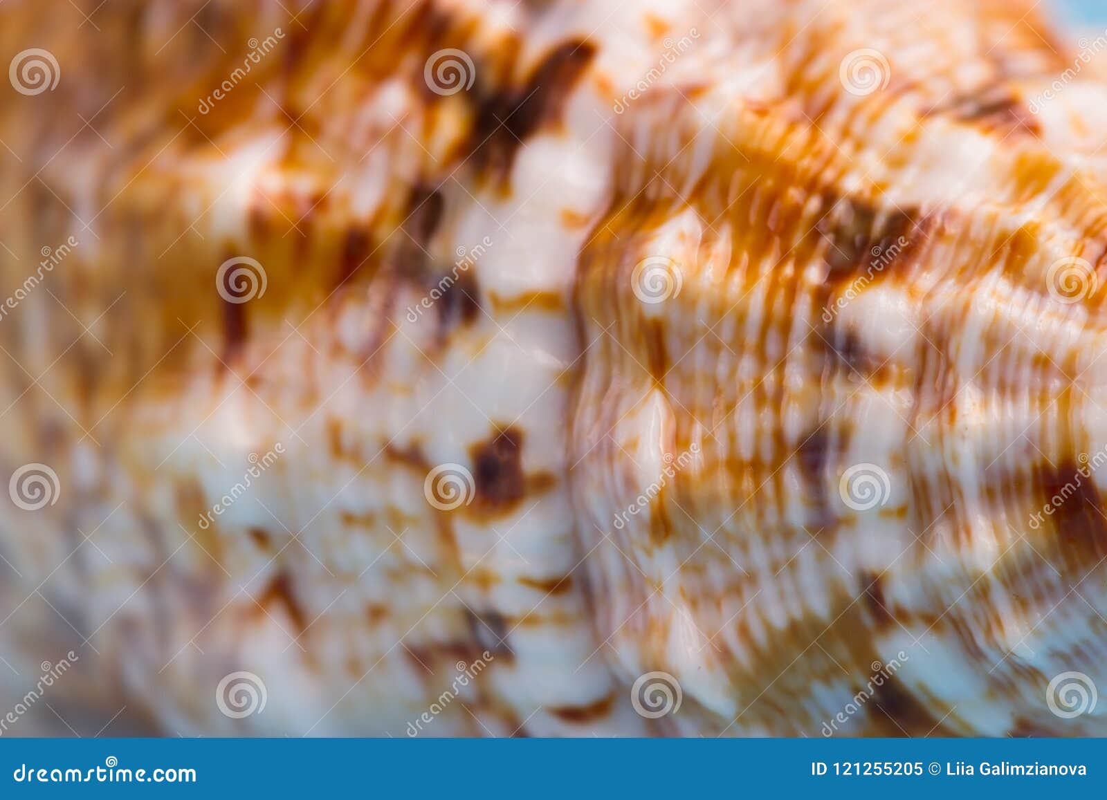 Pattern on a sea shell stock image. Image of closeup - 121255205