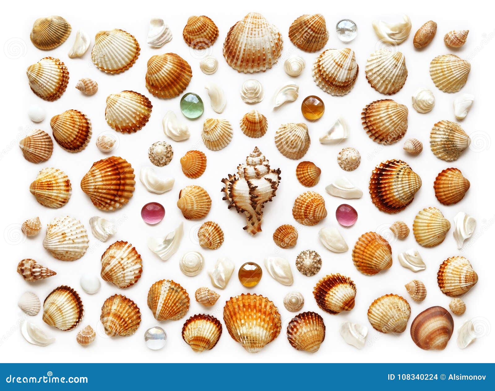 Pattern of Exotic Seashells. Isolated on White Stock Photo - Image of ...