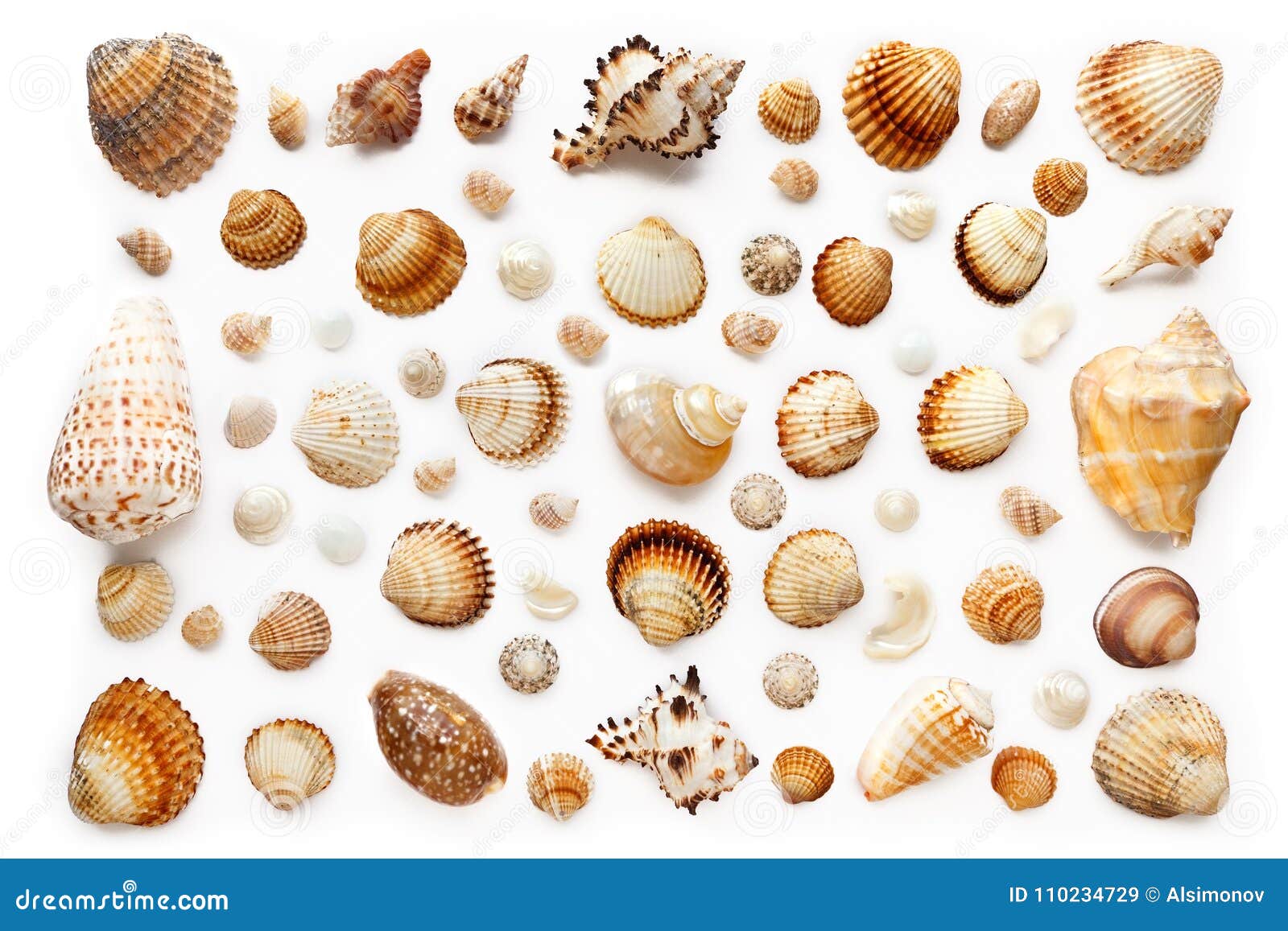 Pattern of Exotic Seashells. Isolated on White Stock Image - Image of ...